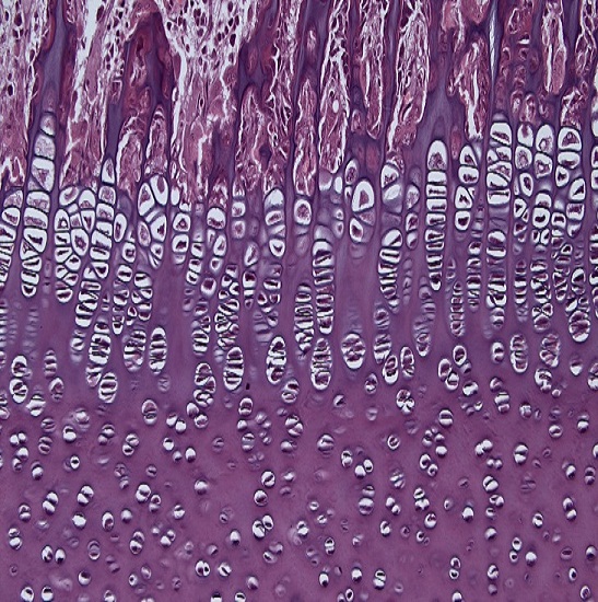 BWHC-1080E C-mount WIFI+HDMI CMOS Microscope Camera (IMX249 Sensor, 2.0MP)