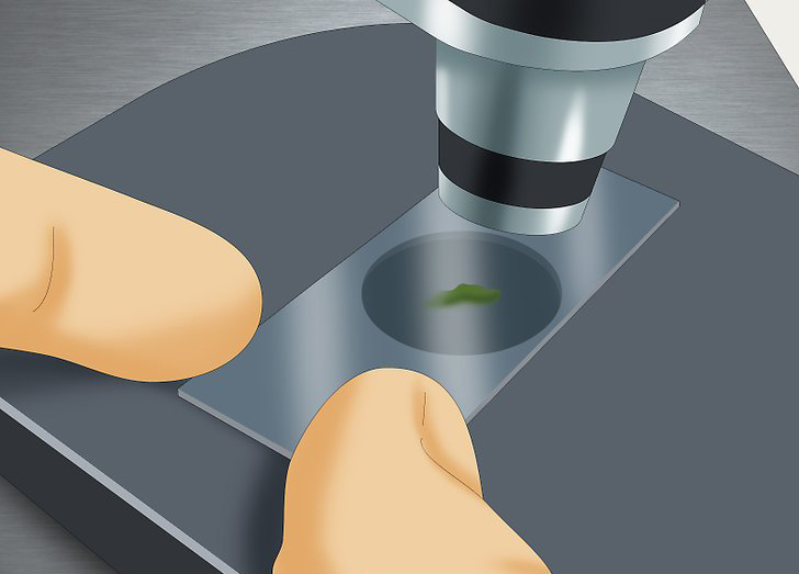 How do We Observe Microorganisms through Using a Microscope?