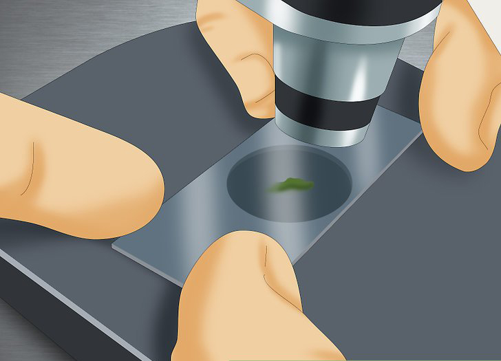 How do We Observe Microorganisms through Using a Microscope?