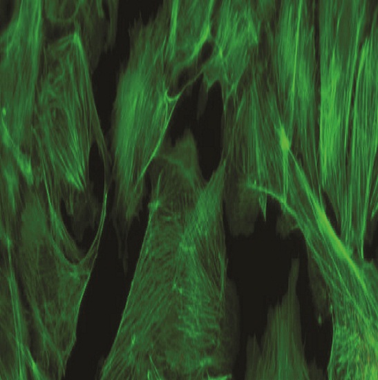 BCM-2 Live Cell Microscope Imaging System