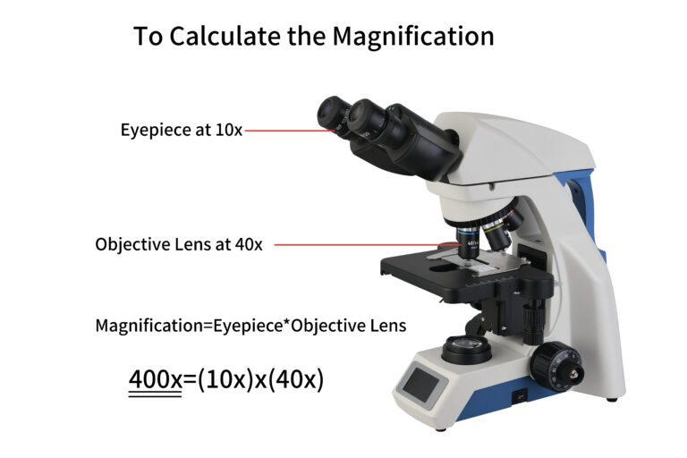 How to Calculate the Magnification of a Microscope?