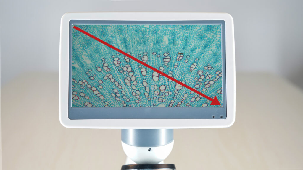 How to Calculate the Magnification of a Microscope?
