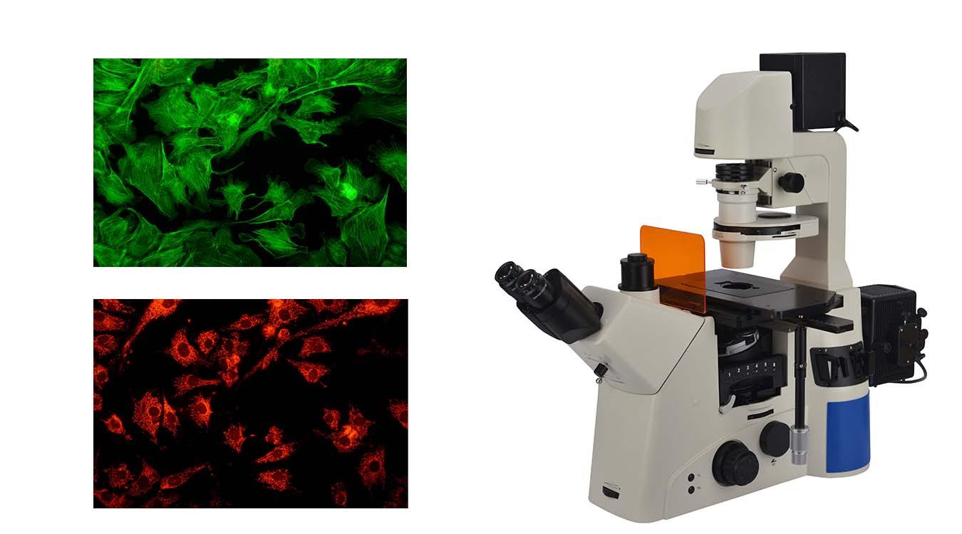 How Many Types of Optical Microscopes?