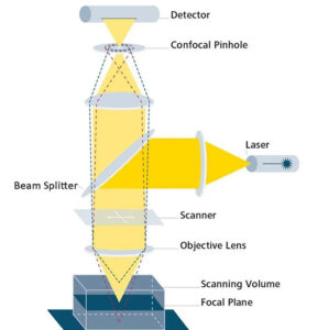 What is Laser Scanning Confocal Microscopy?