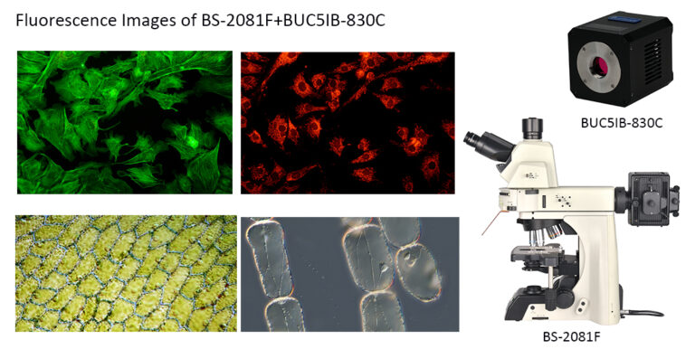 How to Choose a Camera for Fluorescence Microscope?