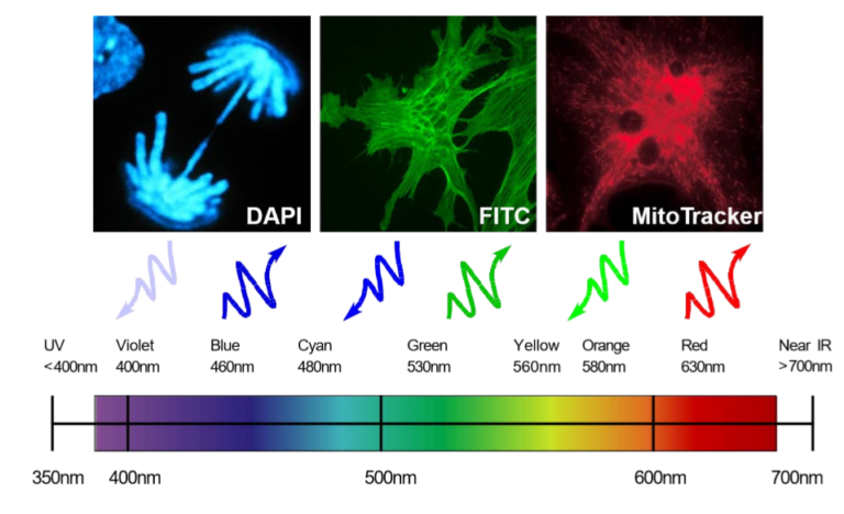 What is a fluorescence filter?