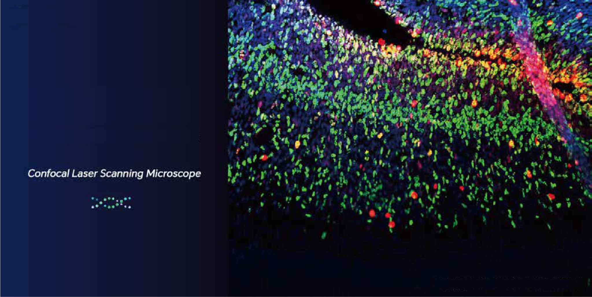 BCF297 Laser Scanning Confocal Microscopy