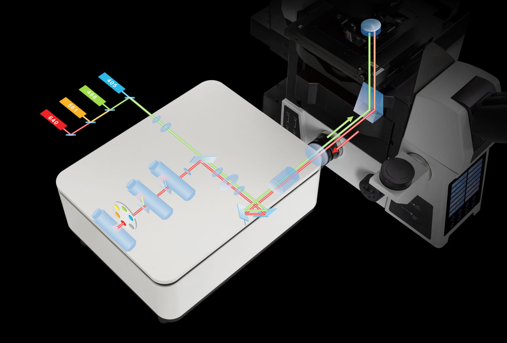 BCF297 Laser Scanning Confocal Microscopy