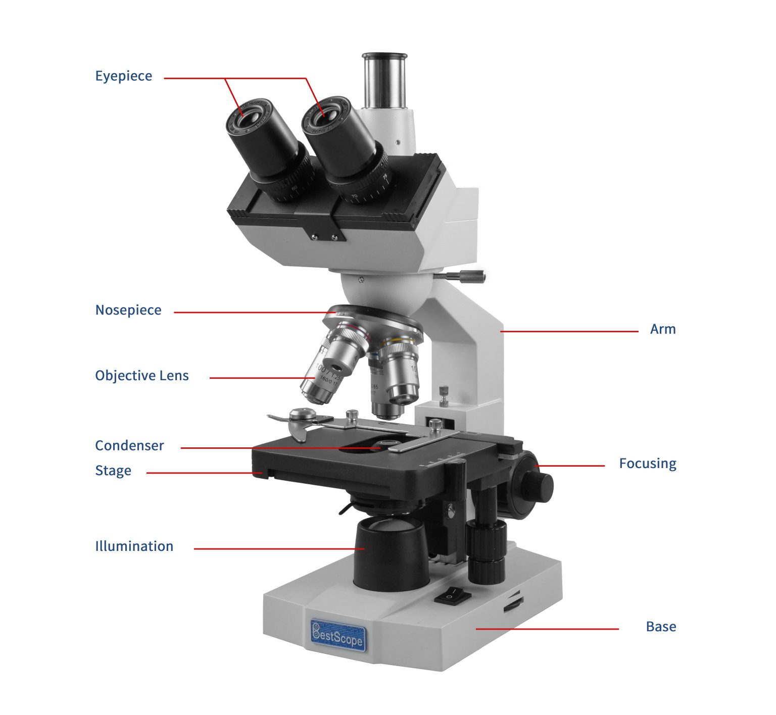 显微镜初学者指南：定义、部件和功能。