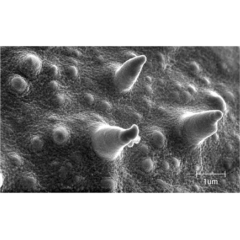 BSEM-400 Field Emission Scanning Electron Microscope BSEM-400 Field Emission Scanning Electron Microscope