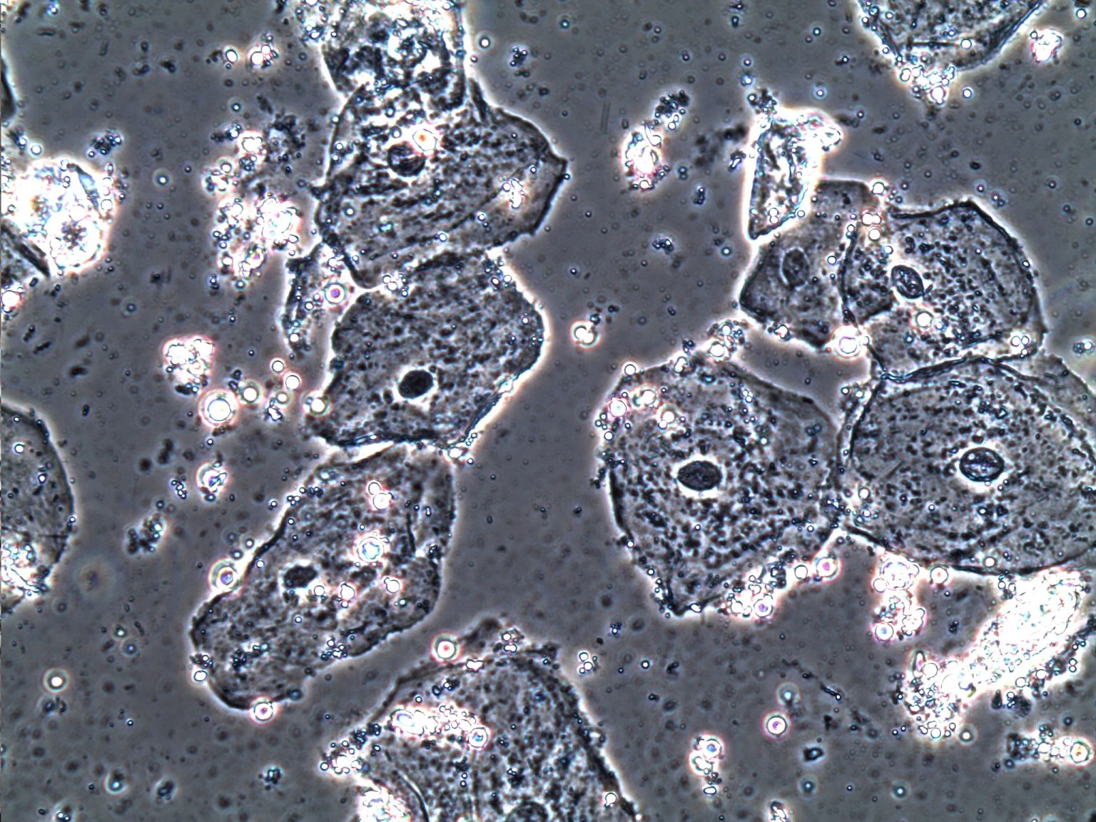 BS-2048B Binocular Biological Microscope