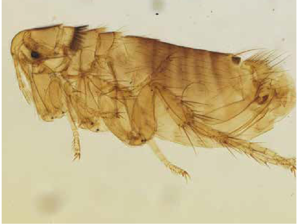 Scanpro2-6 Digital Pathology Section Scanner