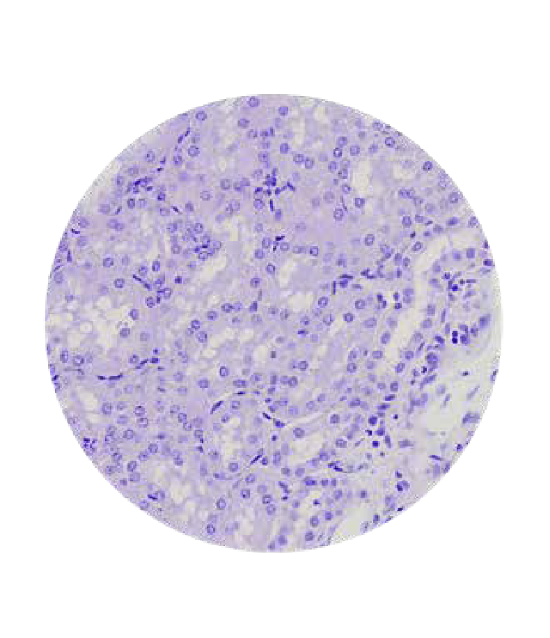 Scanpro2-200 Digital Pathology Section Scanner