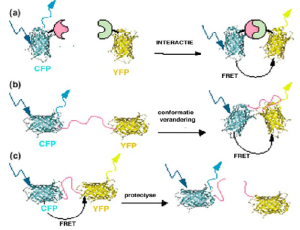Structured Illumination Microscopy
