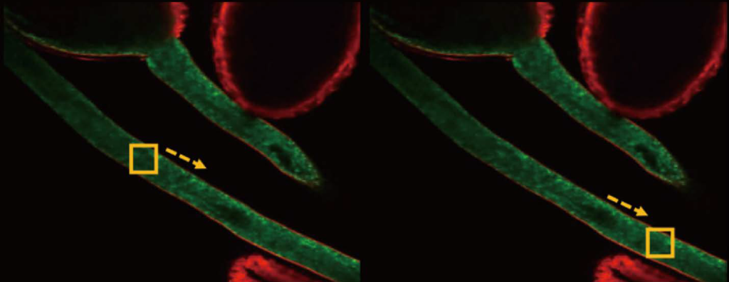 BCF296 Confocal Microscope