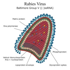 Rabies Microscopy Instrument Solution