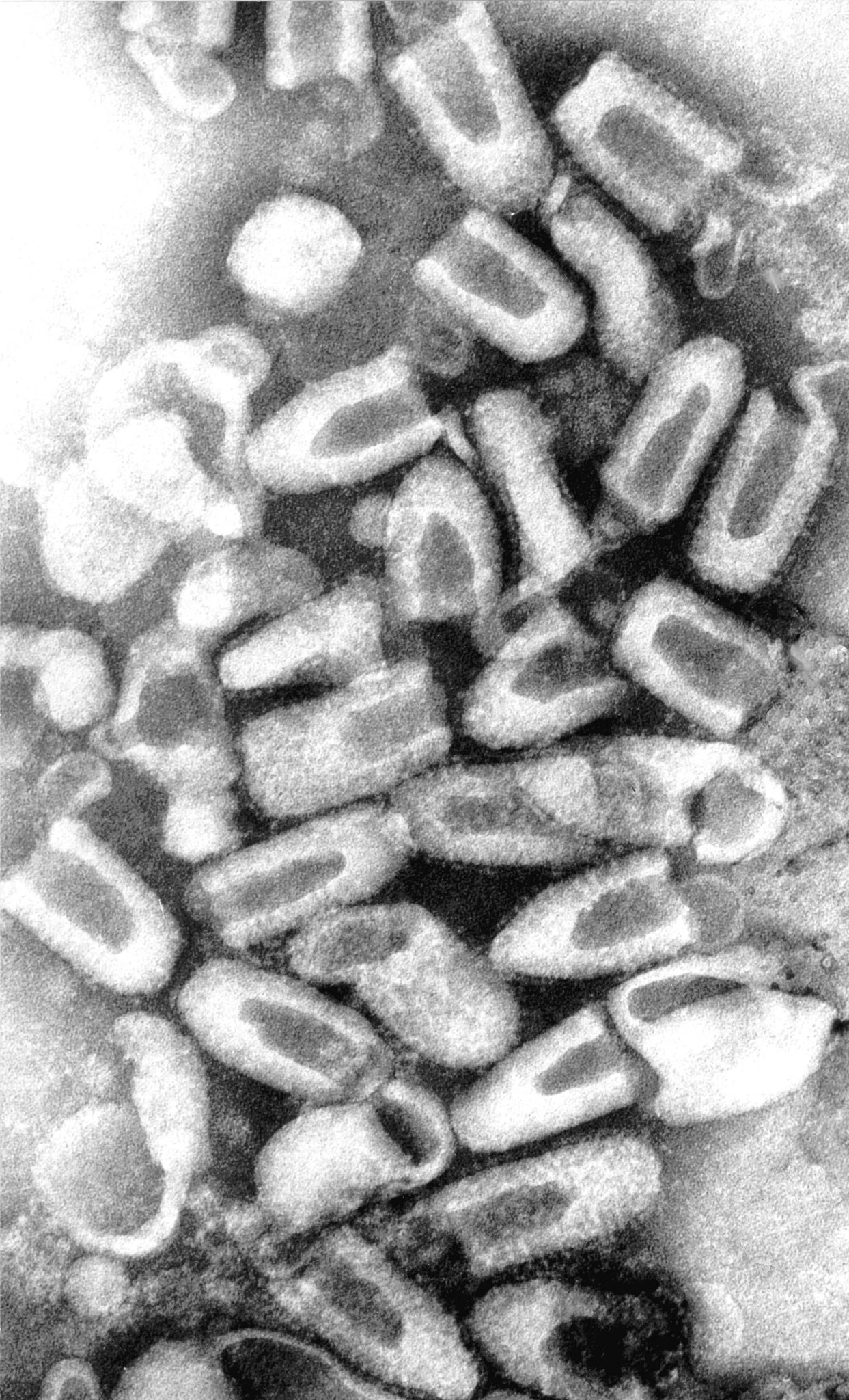 Rabies Microscopy Instrument Solution